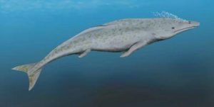 Evolución de los delfines » DELFINPEDIA
